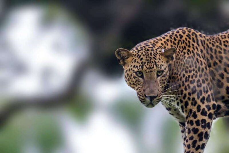 Galle/Mirissa/Tangalle: Transfer to Ella & Yala Safari - Key Points