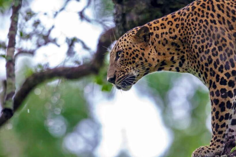 Galle/Mirissa/Tangalle: Transfer to Ella & Yala Safari - The Itinerary: What to Expect on This Day Trip
