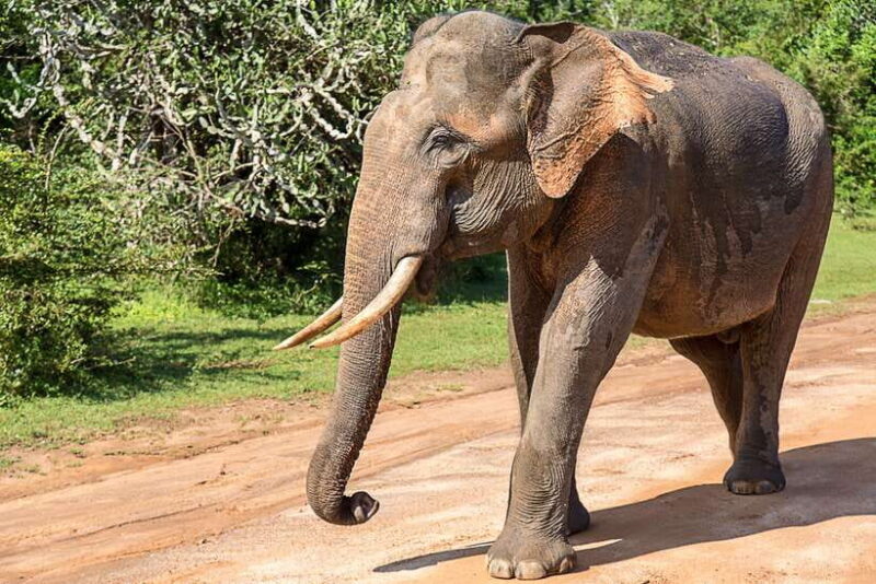 Galle/Mirissa/Tangalle: Transfer to Ella & Yala Safari - The Wildlife and Scenery: What You’re Likely to See