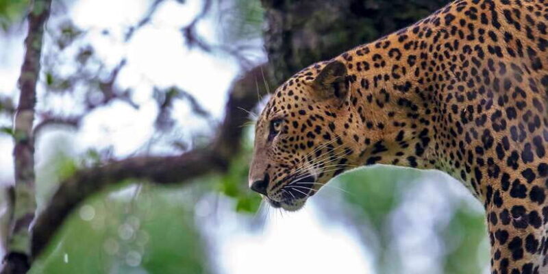 Galle/Mirissa: Yala & Udawalawe Safari Day Trip with Picnic - Who Will Love This Tour?