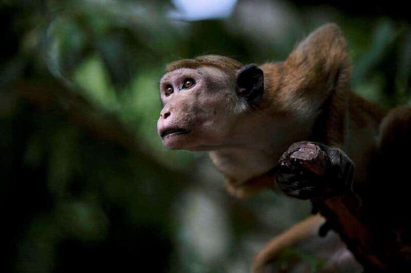 Galle or Mirissa: Private Yala Safari with Lunch at Campsite - FAQ