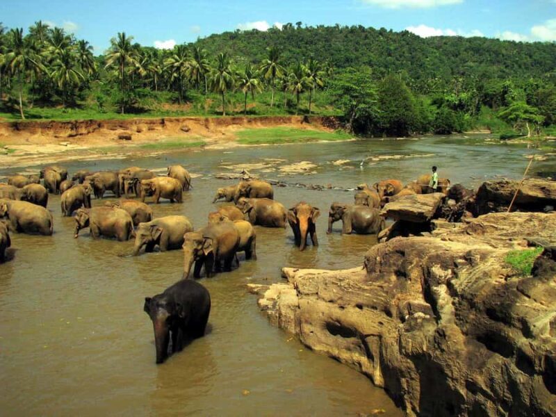 Galle: Private Transfer to Kandy with Elephant Orphanage - Authentic Experiences and Traveler Feedback