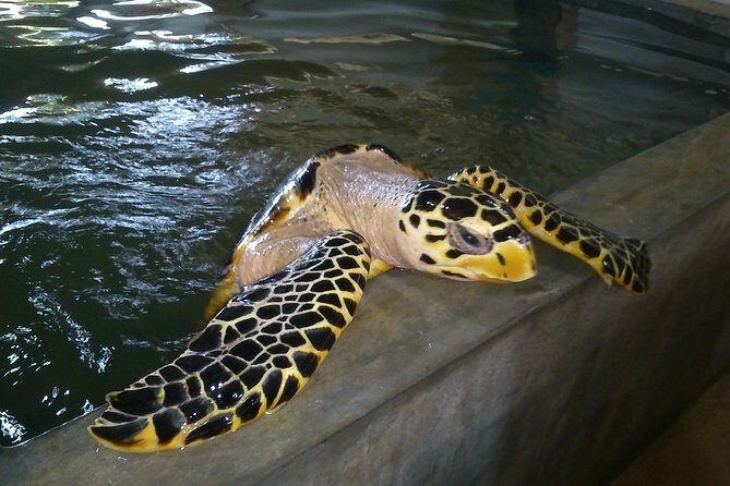 Galle Sightseein Rickshaw Tour - Who Should Consider This Tour?