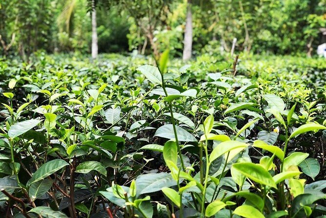 Galle sightseeing tour - Scenic Viewpoints and Relaxing Refreshments