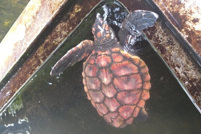 Galle sightseeing tour - Final Thoughts: Who Should Book This Tour?