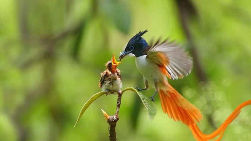 Galle to Udawalawe: Sinharaja Birdwatching Tour with Lunch - A Detailed Look at the Tour Experience