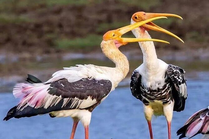 Galle Transfer from Airport or Colombo by private taxi - The Drive to Galle: What You’ll Experience