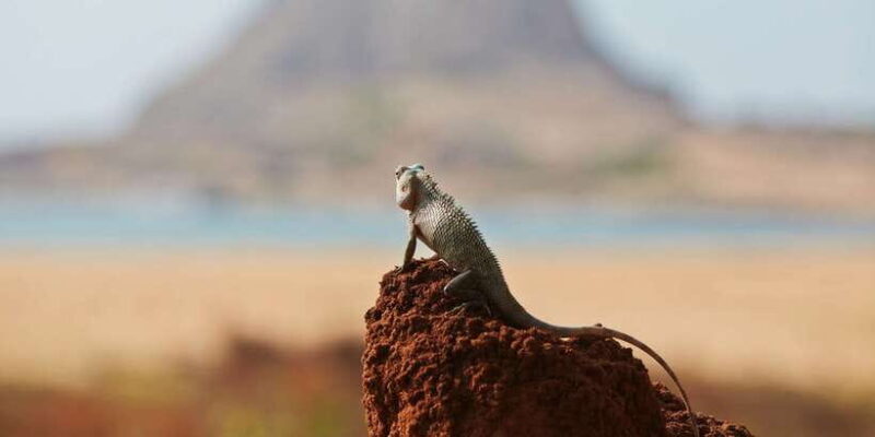 Galle/Unawatuna/Weligama/Mirissa: Yala National Park Safari - FAQ