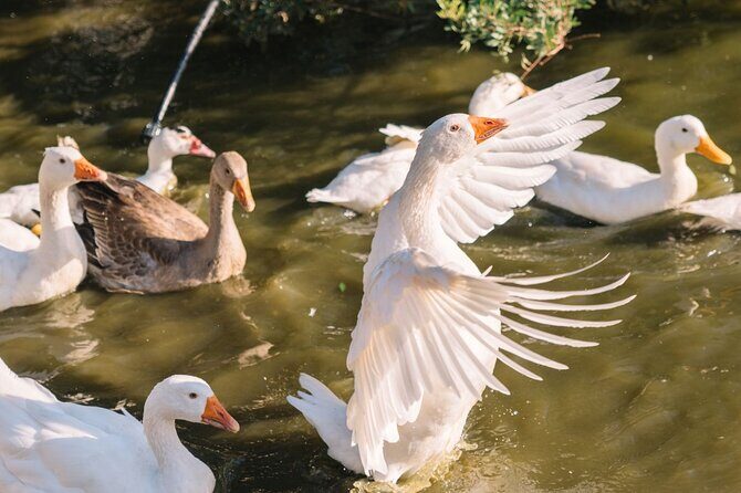 Gallura Picnic in the Farm with Animals - Why This Experience Offers Real Value