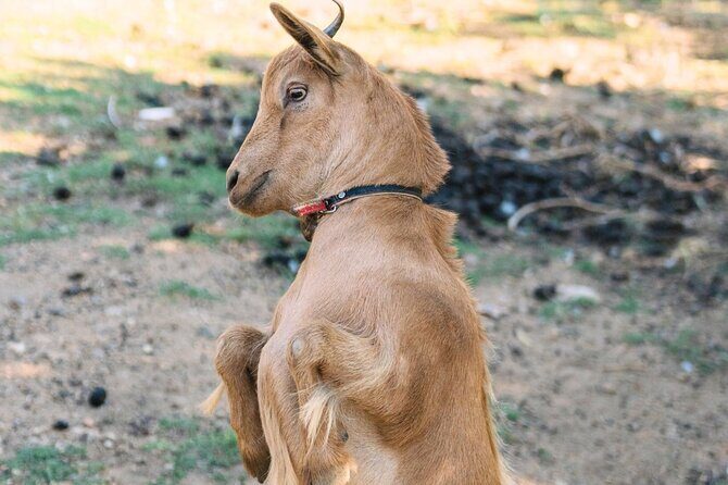 Gallura Picnic in the Farm with Animals - Final Thoughts: The Real Charm of Sardinia’s Countryside