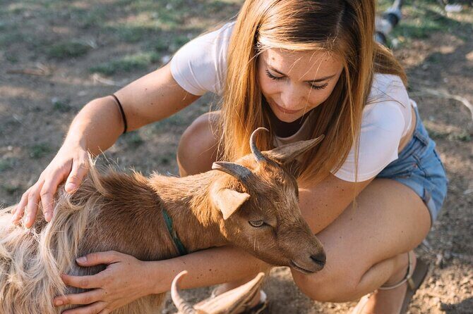 Gallura Picnic in the Farm with Animals - FAQ
