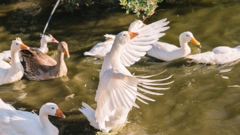 Gallura: Picnic on a Farm with Animals - Introduction: A Different Side of Sardinia