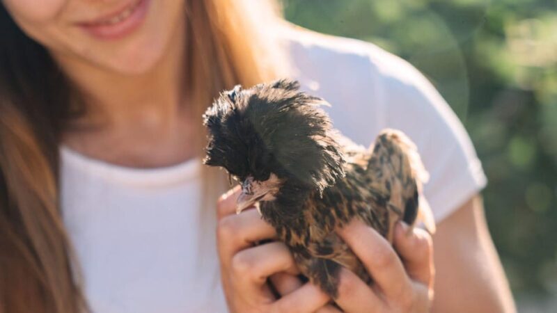 Gallura: Picnic on a Farm with Animals - Detailed Breakdown of the Tour