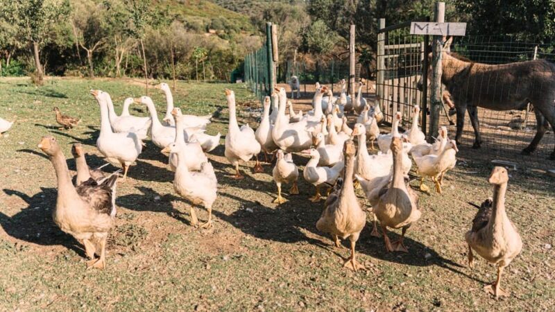 Gallura: Picnic on a Farm with Animals - Authenticity and Value