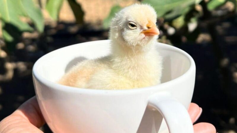 Gallura: Picnic on a Farm with Animals - Practical Tips for Travelers