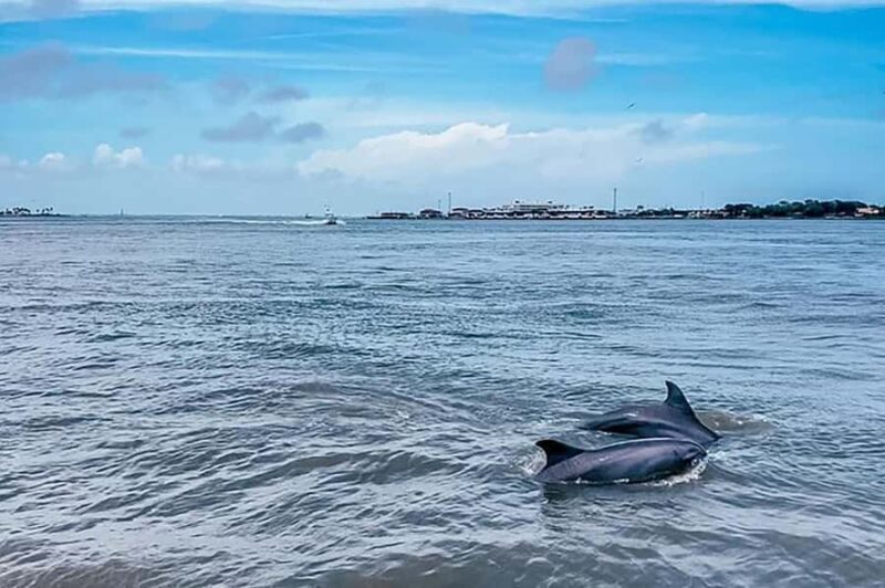 Galveston: Dolphin-Watching Cruise - Key Points