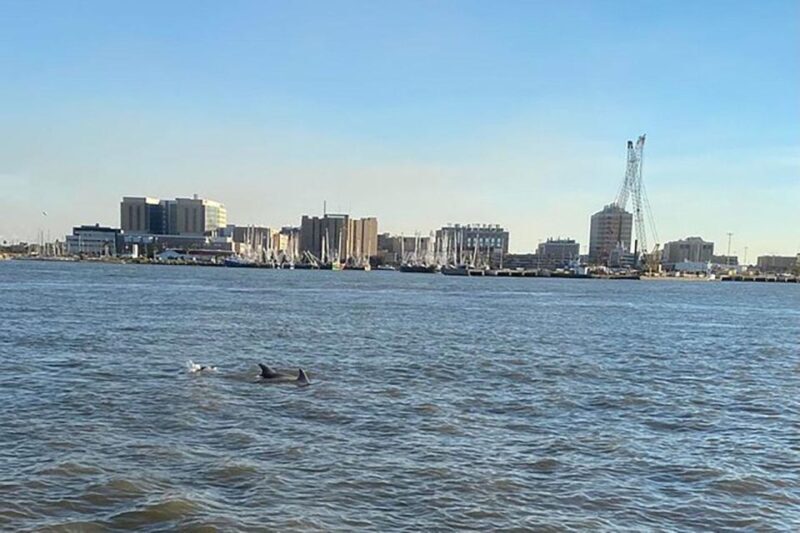 Galveston: Dolphin-Watching Cruise - Key Points