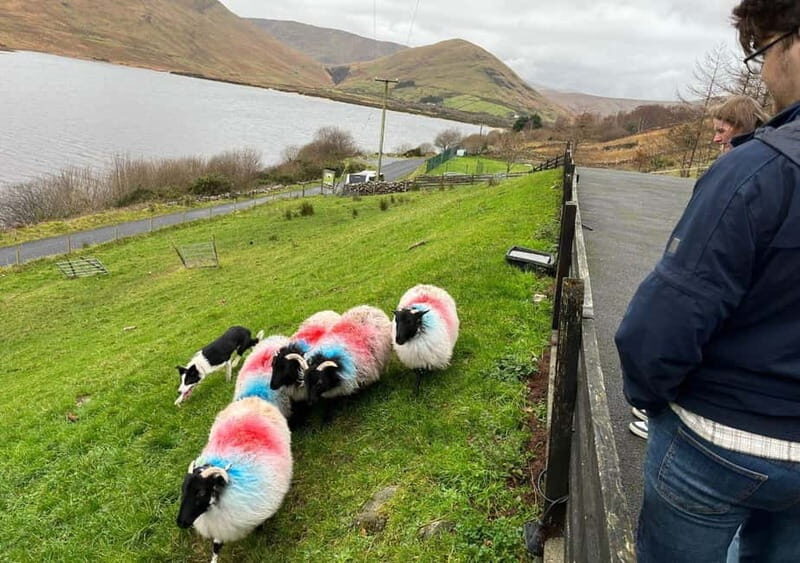 Galway: Connemara, Sheepdog Show and Medieval Castle Tour - Connemara’s Natural Magnificence
