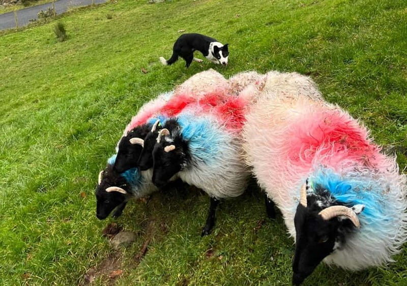 Galway: Connemara, Sheepdog Show and Medieval Castle Tour - Sheepdog Show: Canine Talent and Irish Tradition