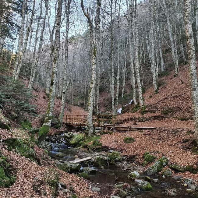 Gambarie: Private Guided Forest Trekking Tour - Key Points