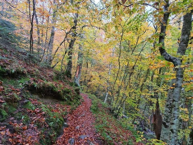 Gambarie: Private Guided Forest Trekking Tour - The Overall Experience