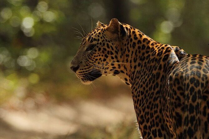 Game Drive Wilpattu National Park : Private Tour - Key Points