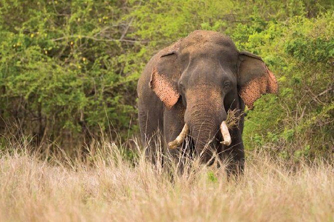 Game Drive Wilpattu National Park : Private Tour - The Sum Up