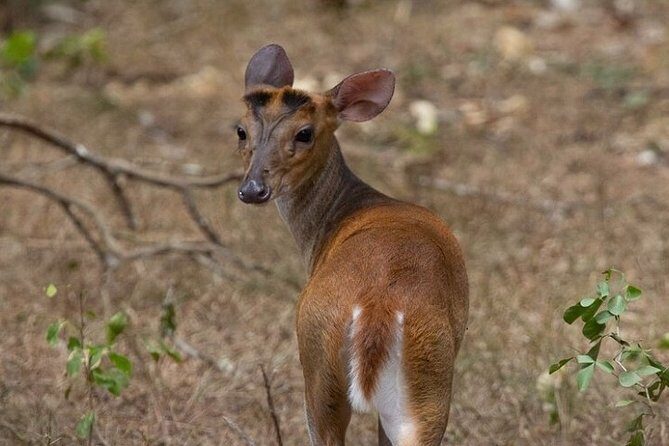 Game Drive Wilpattu National Park : Private Tour - FAQ