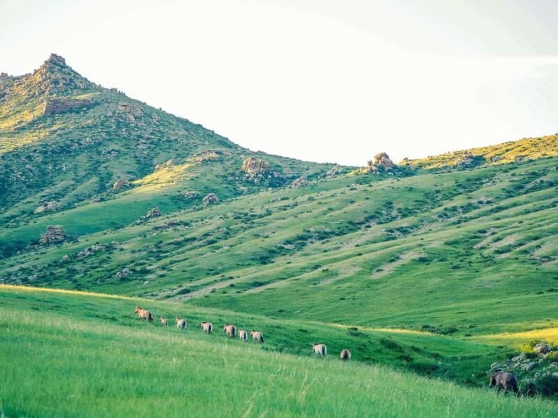 Gandan monastery and Hustai National park-all inclusive tour - What Makes This Tour Stand Out?