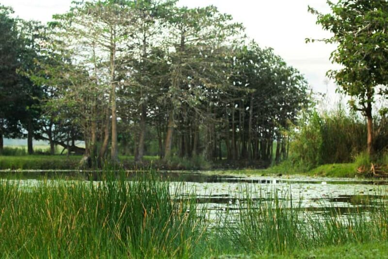 Gangaramaya Temple, Pettah & Street Food Tour - The Sum Up: Is This Tour Worth It?