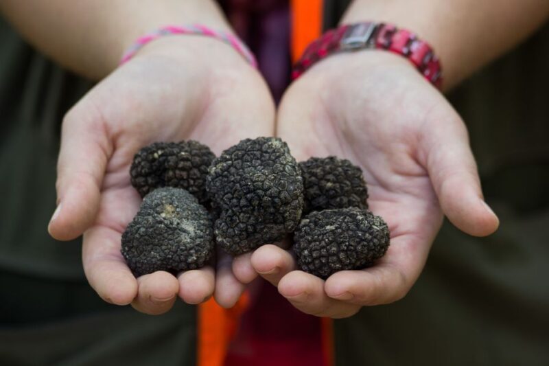 Gaon - Istria: Truffle Hunting & Cooking & Tasting - What the Tour Entails: From Hunt to Table