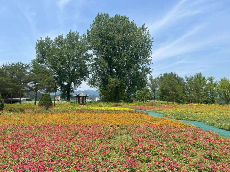 Gapyeong Day Trip : River Cruise to Walk around Jarasum - Final Thoughts: Who Will Love This Tour?