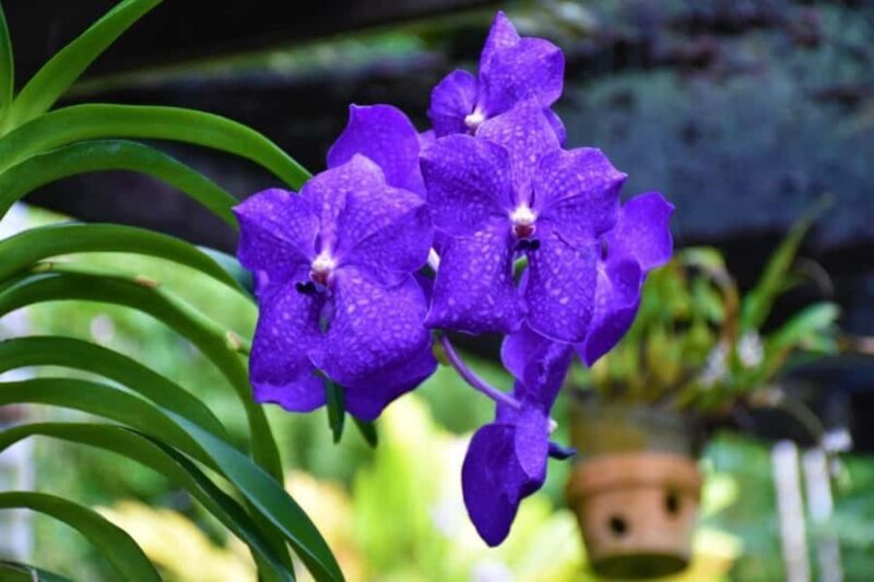 Garden of Sleeping Giant with Sabeto Hotspring Mudpool Tour - FAQ