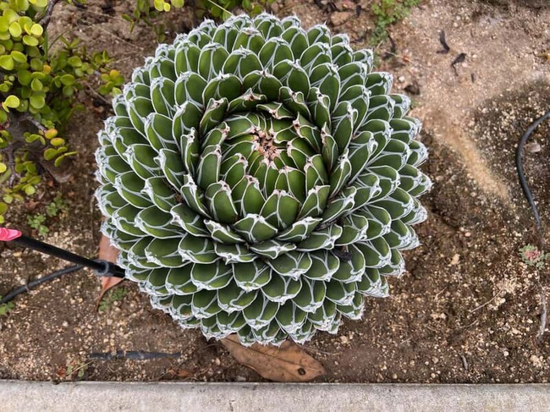 Garden Paths and Architectural Gems - FAQs