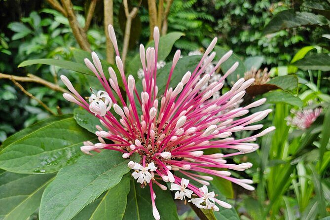 Gardens and Nature Chauffeur Adventures St. Lucia - FAQs