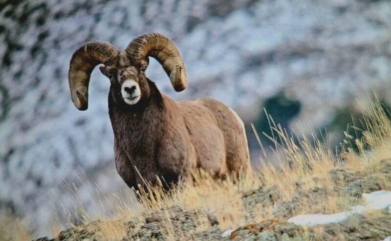 Gardiner: Yellowstone National Park Half Day Guided Hike - What’s Included and What’s Not