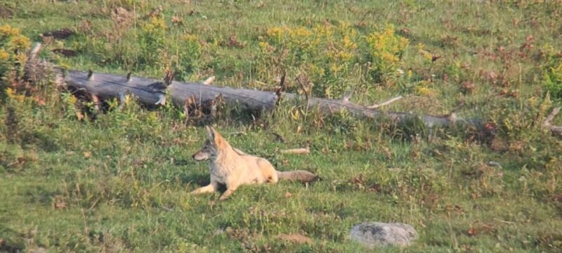 Gardiner: Yellowstone National Park Half Day Guided Hike - The Real Experience: From Booking to the Trails