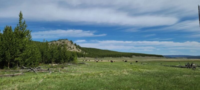 Gardiner: Yellowstone National Park Half Day Guided Hike - The Sum Up