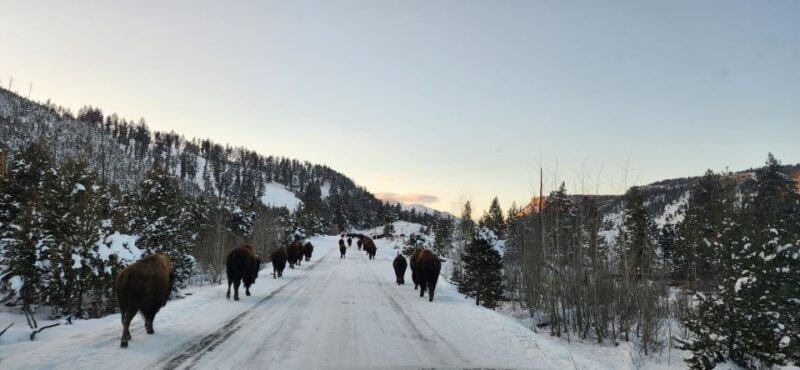 Gardiner: Yellowstone National Park Wildlife Guided Tour - Introduction