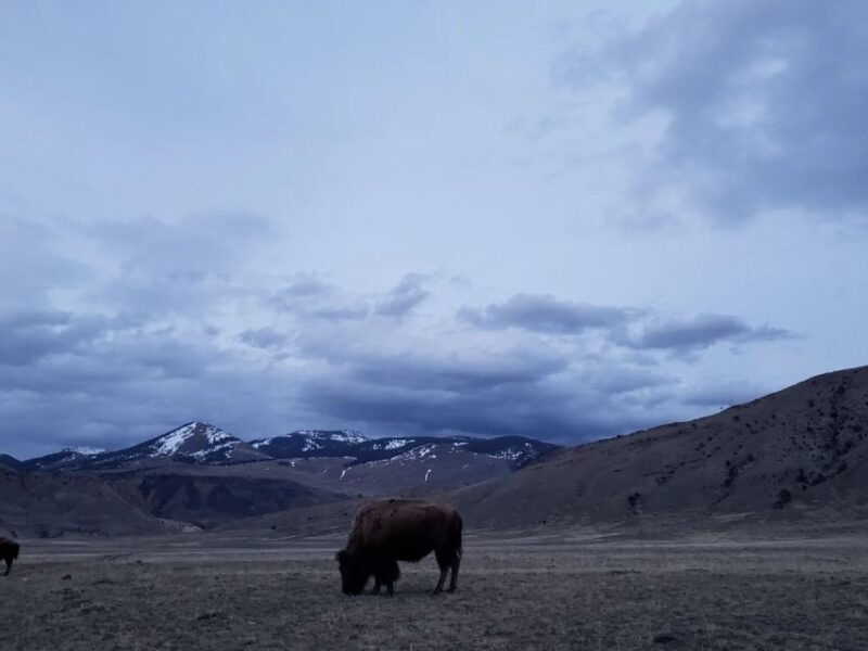 Gardiner: Yellowstone National Park Wildlife Guided Tour - The Highlights in Detail