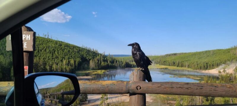 Gardiner: Yellowstone National Park Wildlife Guided Tour - FAQs