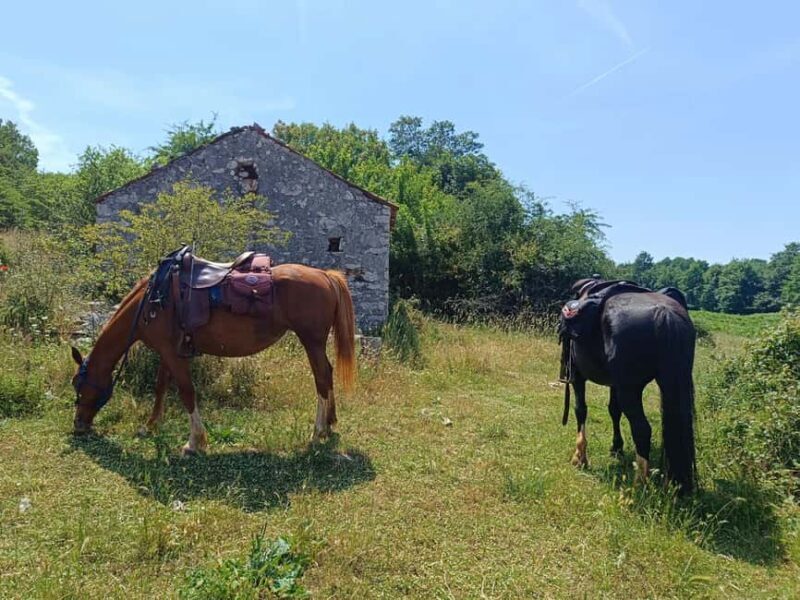 Gargano National Park: horseback riding - An In-depth Look at the Experience