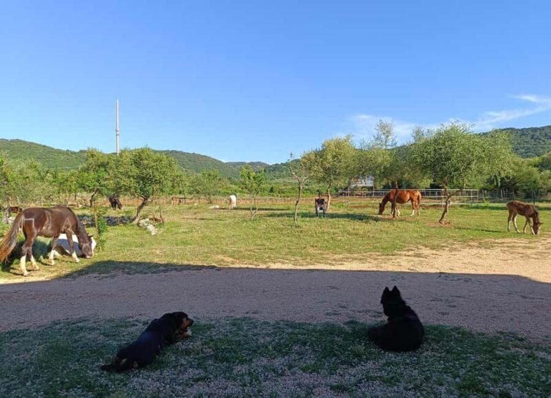 Gargano National Park: horseback riding - Practical Tips for Travelers