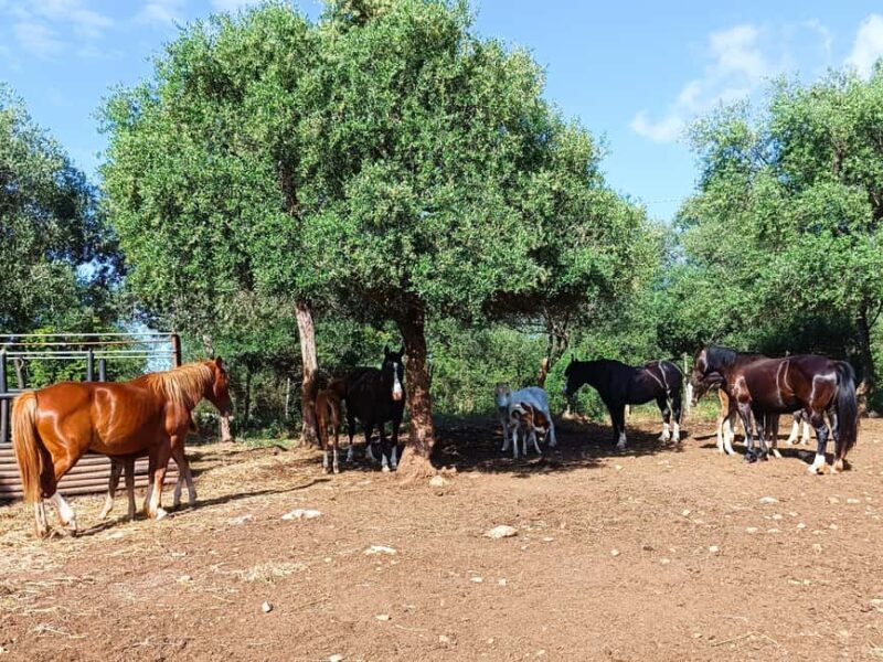 Gargano National Park: horseback riding - Final Thoughts