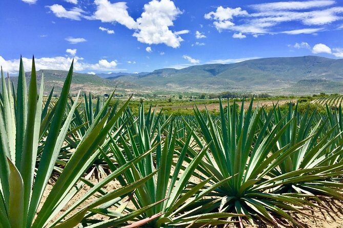 Gastronomy Experience, Culture Mezcal,Tasting & Textiles. Private Tour. - FAQs About the Oaxaca Gastronomy and Culture Tour