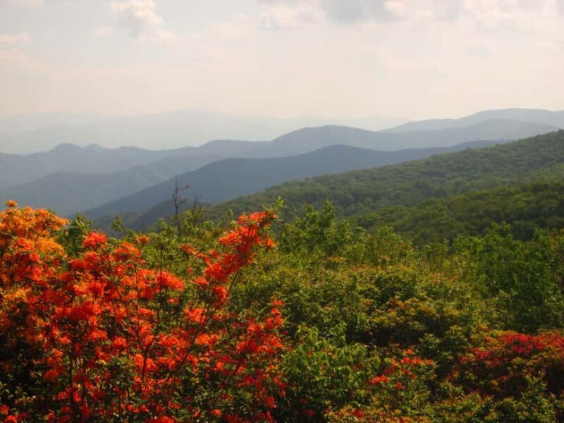 Gatlinburg: Smoky Mountain Appalachian Bald Guided Hike - An In-Depth Look at the Asheville Appalachian Bald Hike