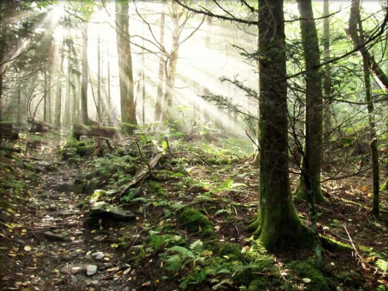 Gatlinburg: Smoky Mountain Appalachian Bald Guided Hike - What’s Included & What’s Not