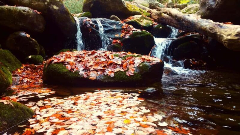Gatlinburg: Smoky Mountains Fall Foliage Guided Tour - Pricing and Value