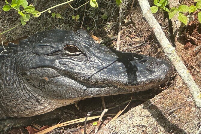 Gator Viewing Clear Kayak Springs Tour - Authentic Feedback from Travelers