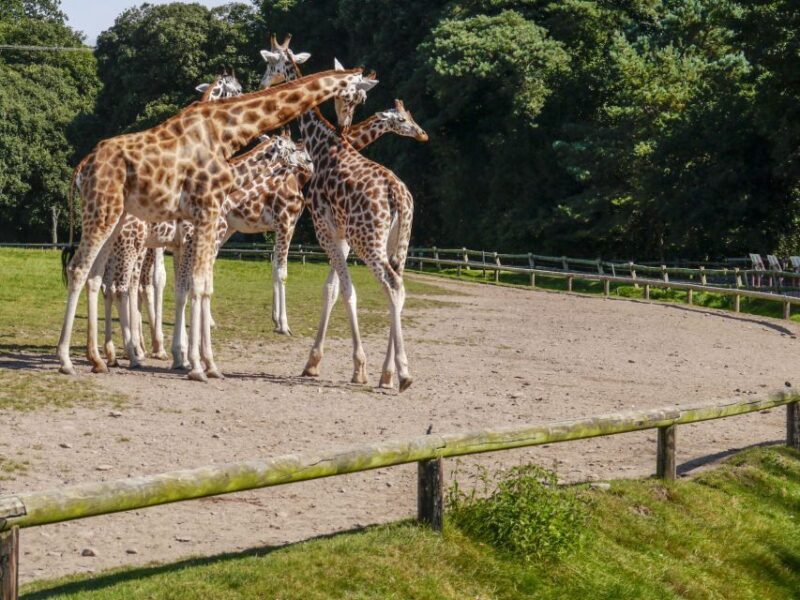Gdansk: Oliwa Zoo with Tickets and Roundtrip Transportation - Key Points
